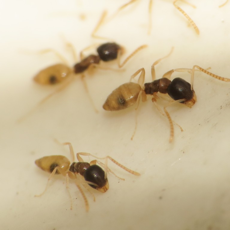 Richardiidae - Biodiversidad Farallones del Citará